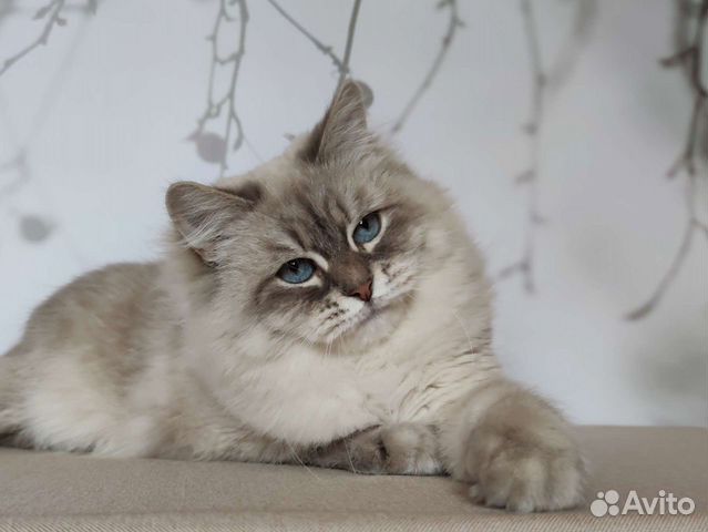 Шикарная высокотитулованная Леди в дар