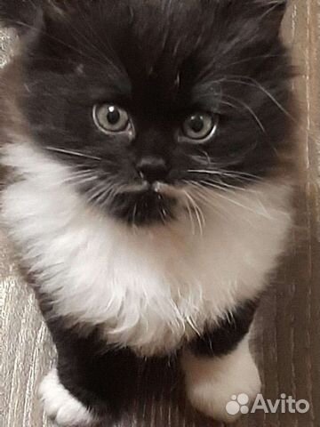 Котята даром. Один продаётся