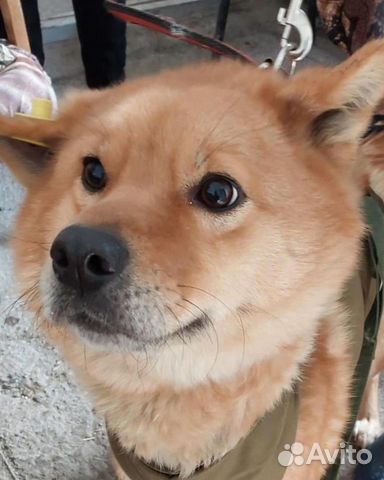 Сиба ину фенотип девочка из пвс