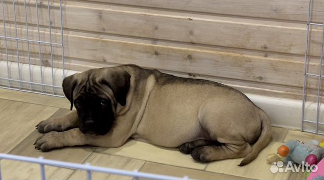 Бульмастиф мальчик