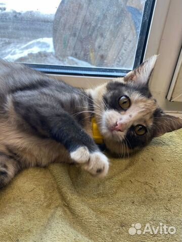 Котёнок девочка