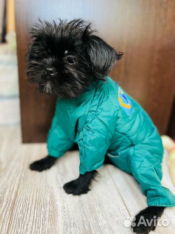 Аффенпинчер