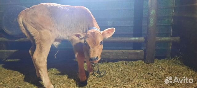 Джерсейская корова