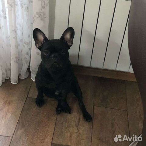 Французский бульдог вязка