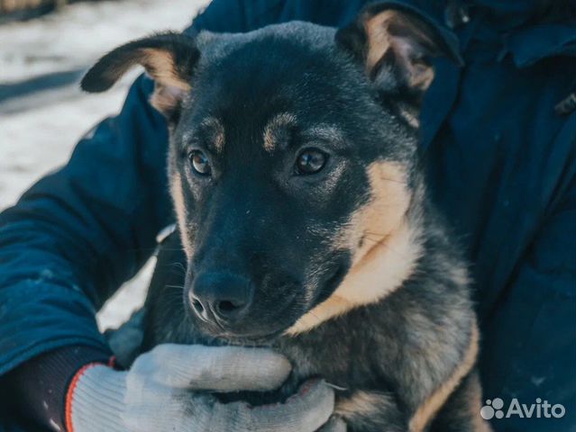 Ненужный подарок, щенок Габи