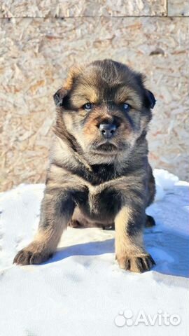 Собаки щенки