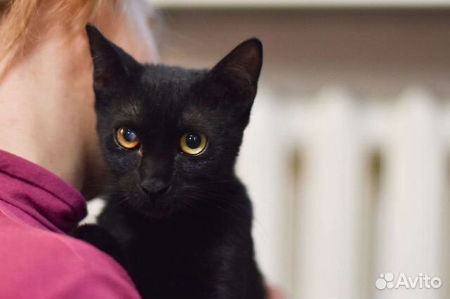 Котенок черная девочка 8мес