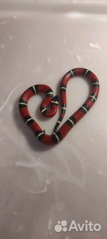 Молочная королевская змея