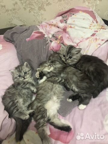 Сибирские котята