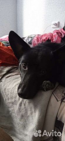 Вязка смесь шпица и корги