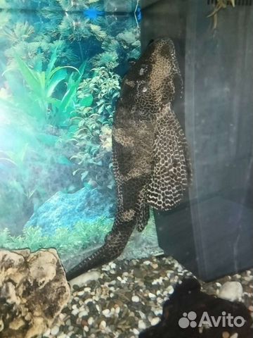 Рыба, сом птеригоплихт