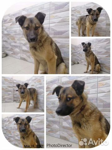 Щенок девочка 8 месяцев стерелизована в дар