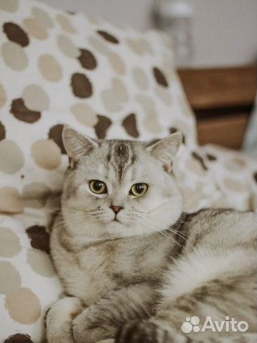 Вязка шотландский кот