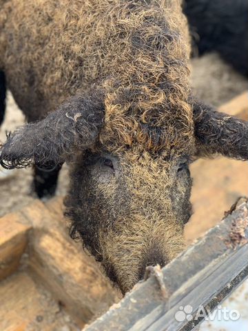 Венгерская пуховая мангалица