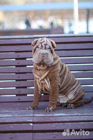 Щенки шарпей, мальчик