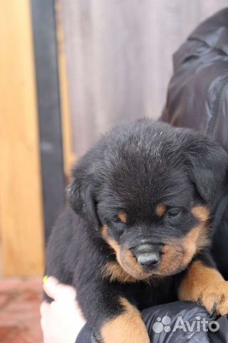 Ротвейлера мальчик, д.р.15.02.22