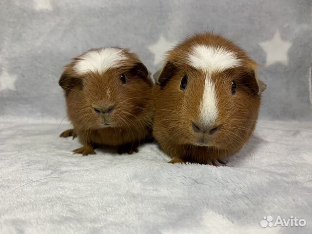 Морские свинки девочки крестед красавицы