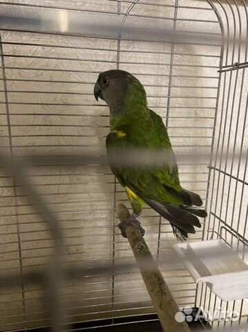 Сенегальский попугай (птенец )