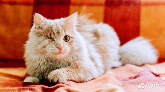 Рыжий пушистый котик Мокки в добрые руки