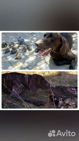 Щенки курцхара