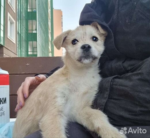 Щенок в добрые руки