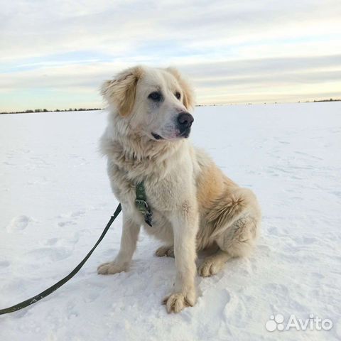 Огромная собака ищет дом