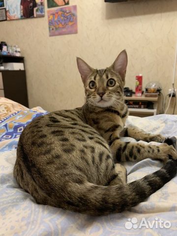 Вязка бесплатно бенгальская кошка