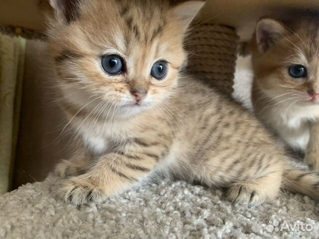 Британская золотая табби браун