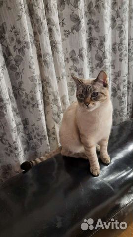 Симпатичный котик