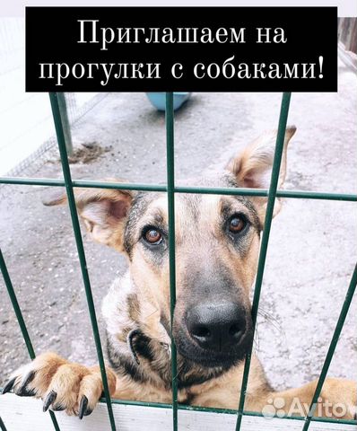 Приезжайте в приют на прогулки с собаками