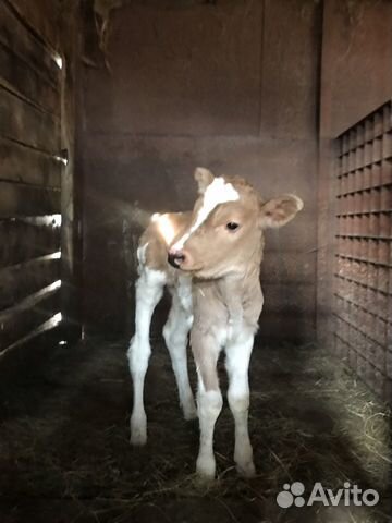 Бычки и телки телята