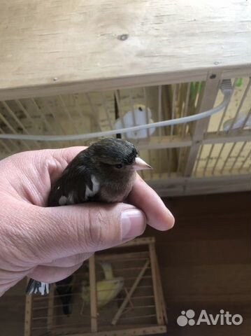 Отдам бесплатно