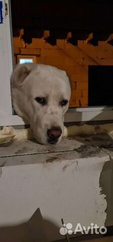 Кобель Алабай для вязки