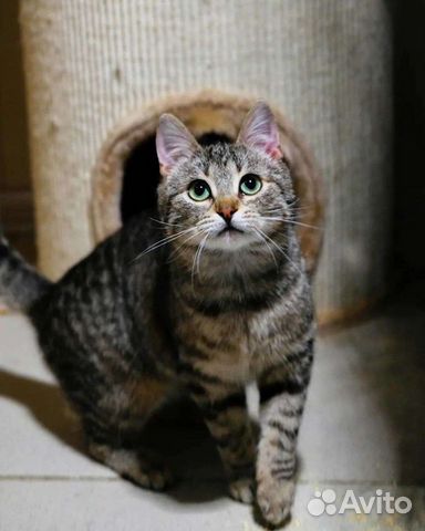 Ягодка ждёт своего человека