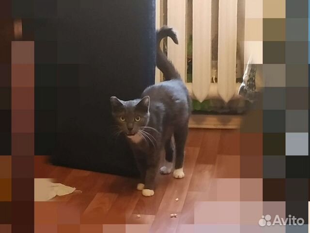 Голубая молодая кошечка