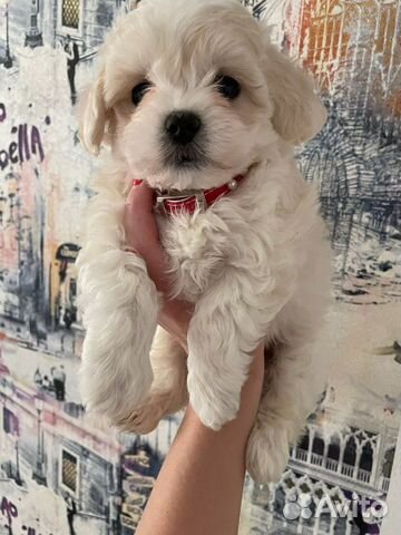 Мальтипу. Мальтипу f1