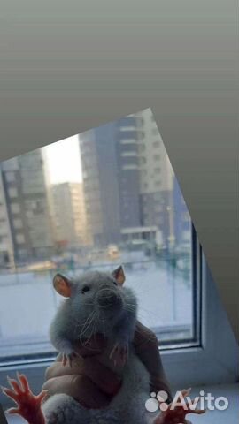 Крыса с клеткой