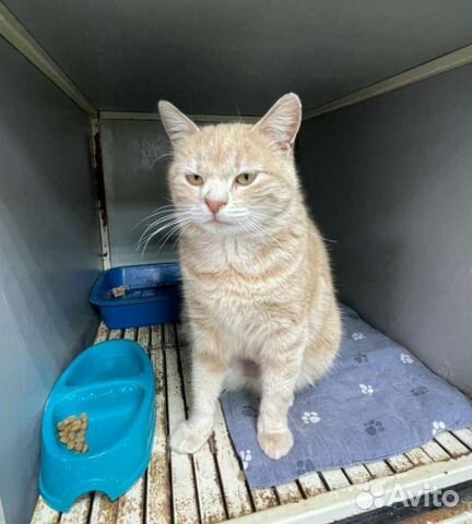 Кошечка Изюмка ищет дом