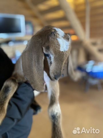 Козлята нубийские