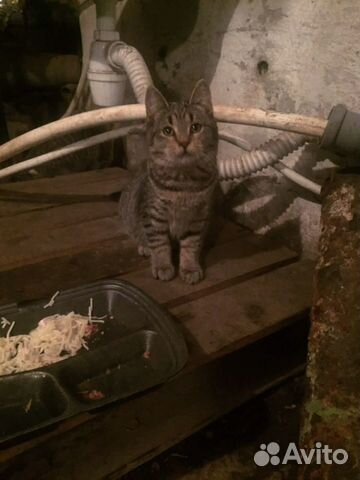 Котенок полосатик