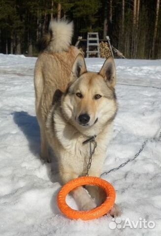 Вольт - супер пёс