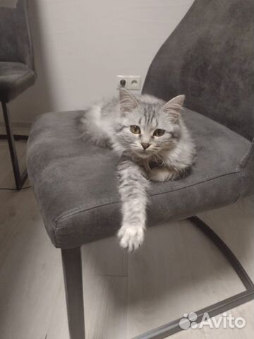 Нежная Рыся ищет дом