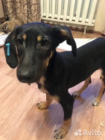 Арчи ищет дом