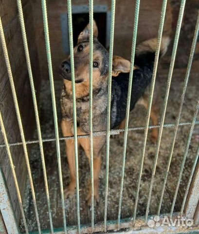 Никому не нужная без породы