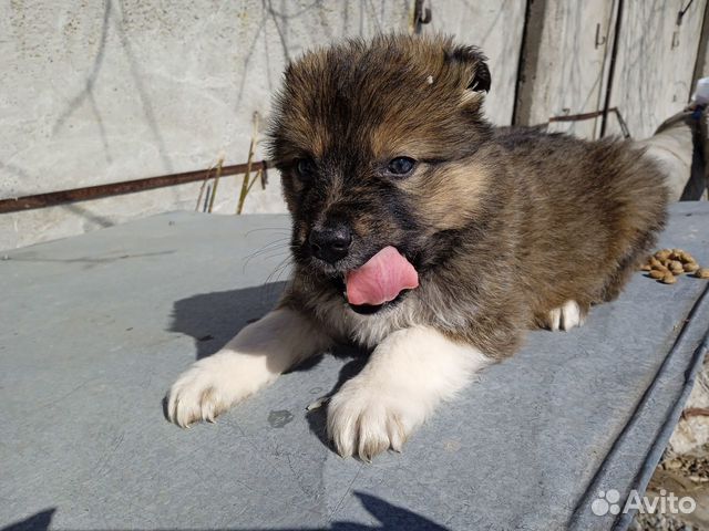 Щенок дворняжки девочка 1 м