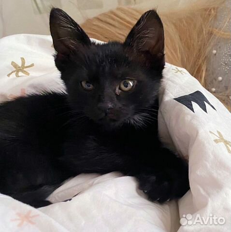 Котенок черный
