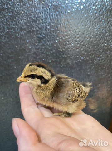 Бентамки цыплята