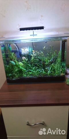 Для аквариума