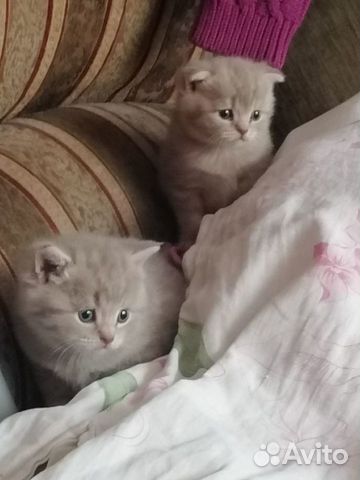Шотландские вислоухие котята