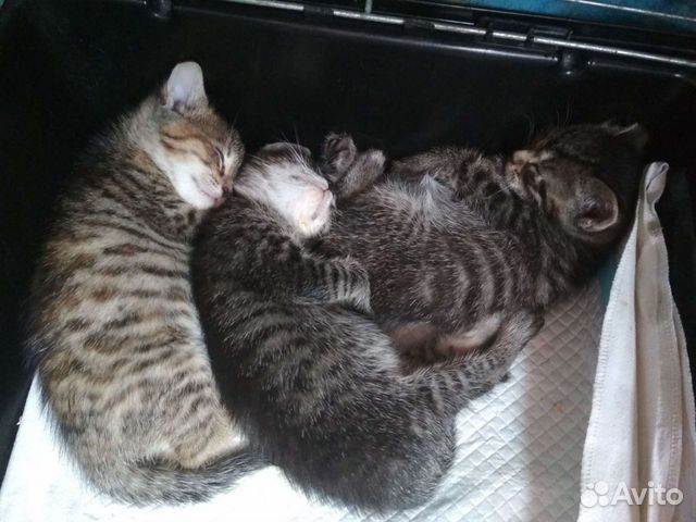 Котята полосатики в добрые руки